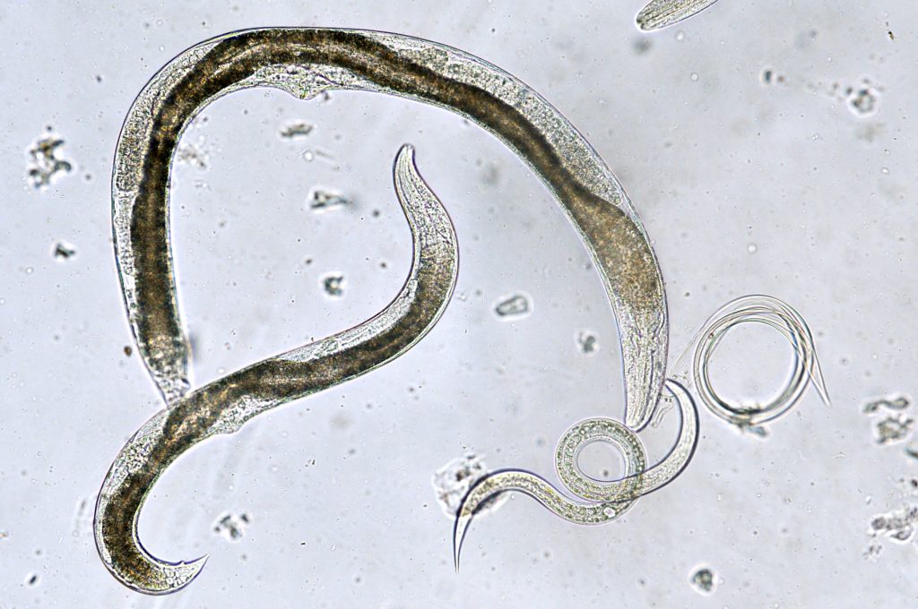 Mutant C. Elegans (worms) - Scihigh - Lunenfeld-Tanenbaum Research ...
